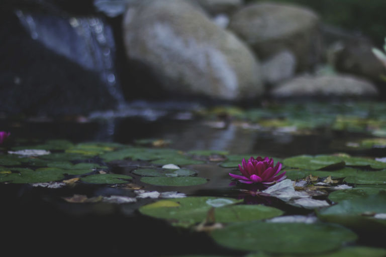 Crear un estanque – Principios básicos - Estanques.Net